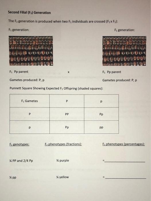 Solved Second Filial (F2) Generation The Fz generation is | Chegg.com