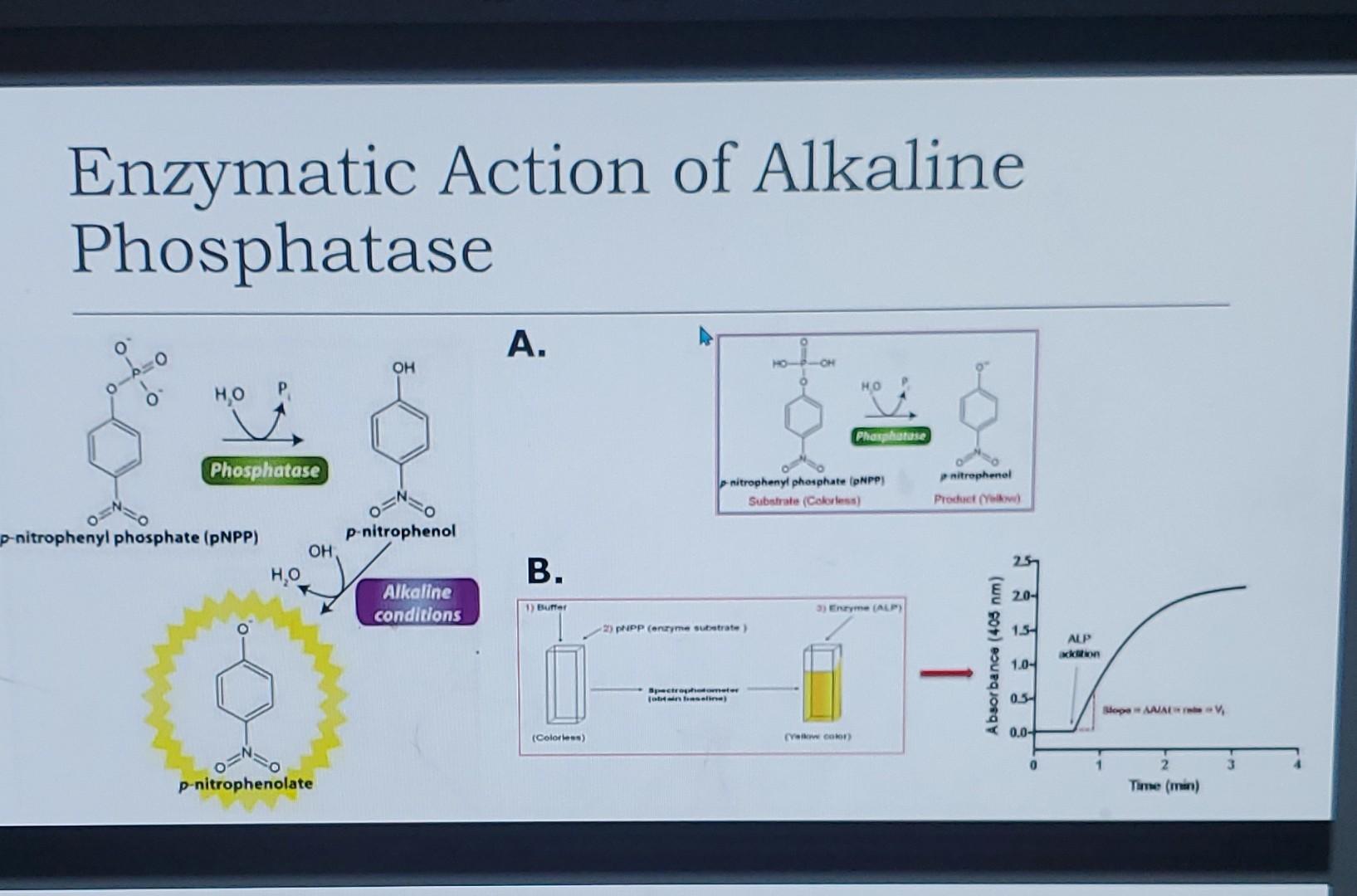 Solved Enzymatic Action of Alkaline PhosphataseDay 1 | Chegg.com