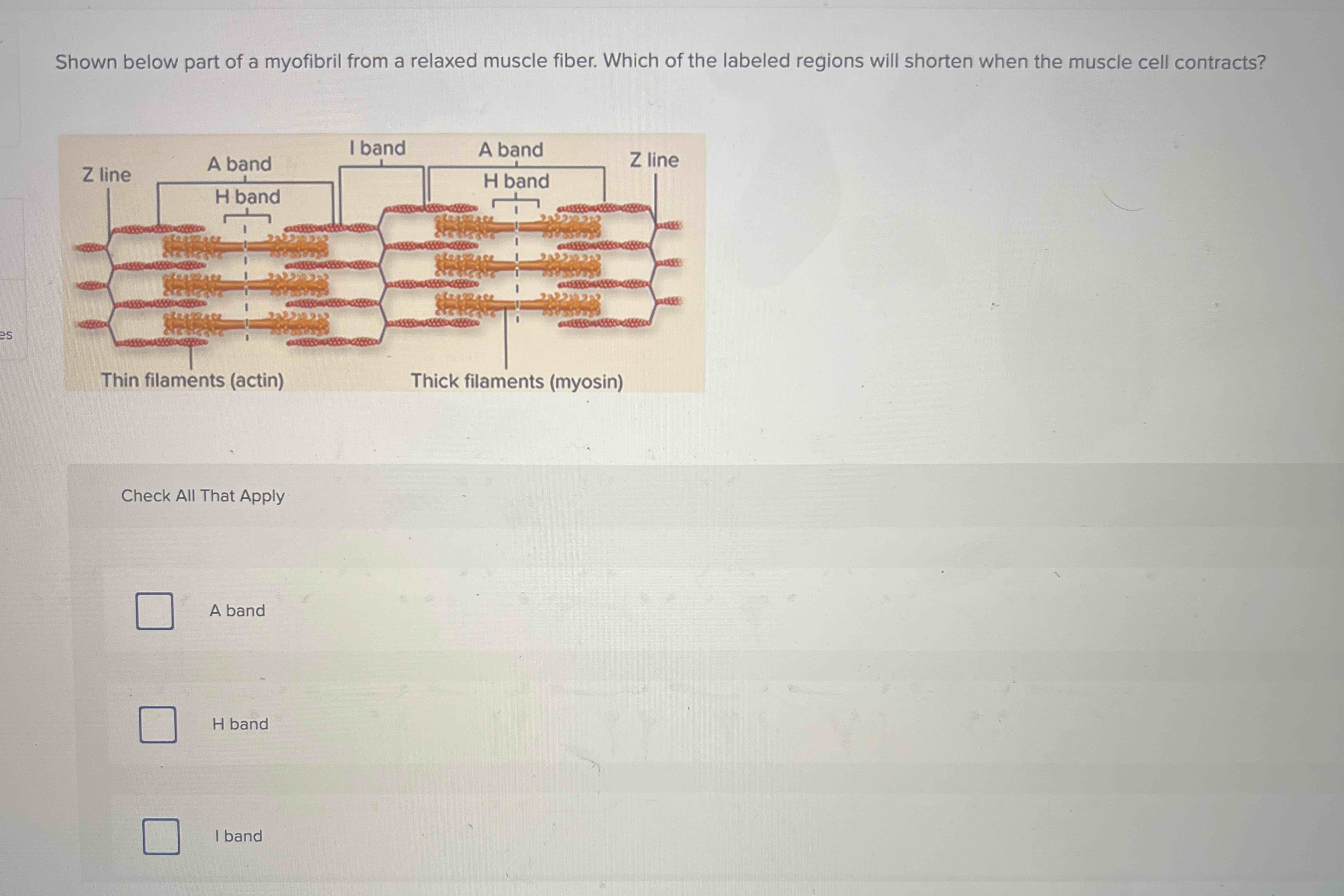 Solved Shown below part of a myofibril from a relaxed muscle | Chegg.com