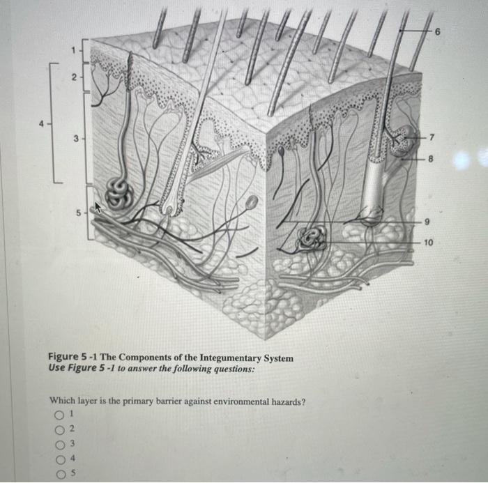 Solved 3 7 10 Figure 5-1 The Components of the Integumentary | Chegg.com