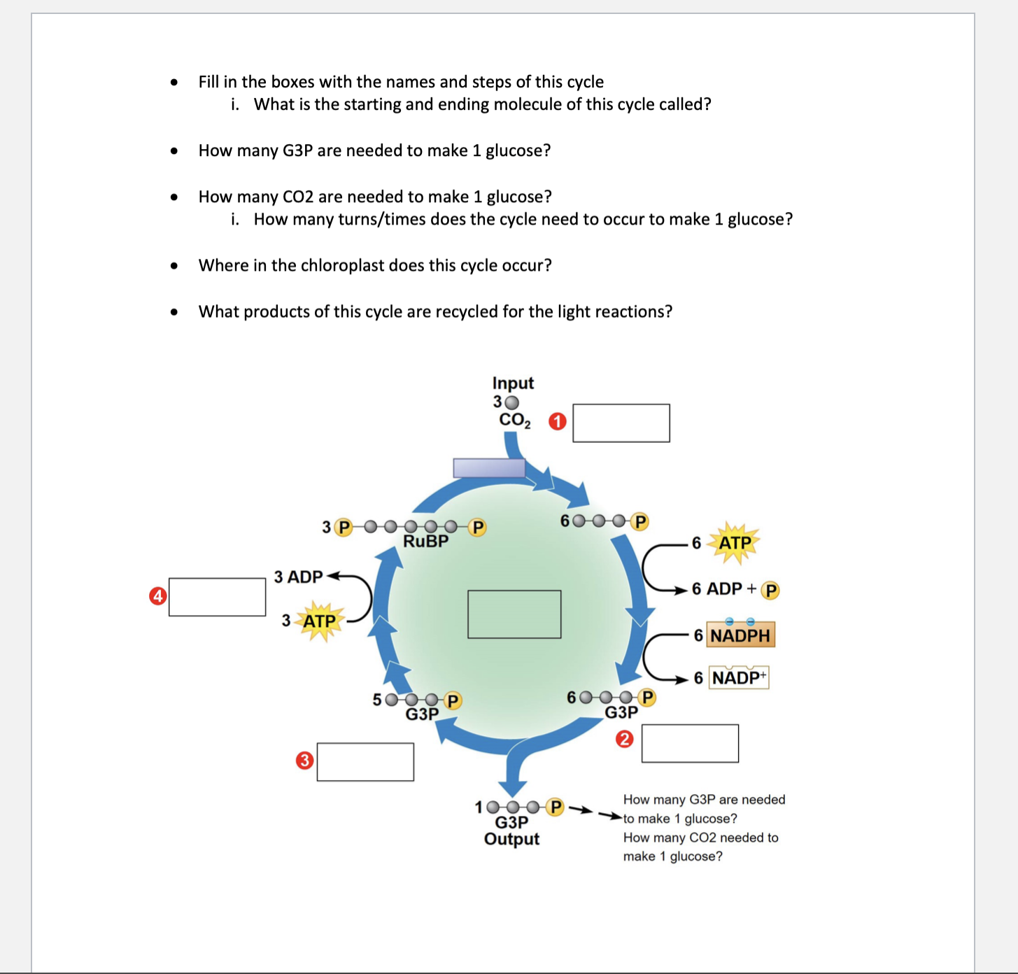 Solved Fill in the boxes with the names and steps of this | Chegg.com