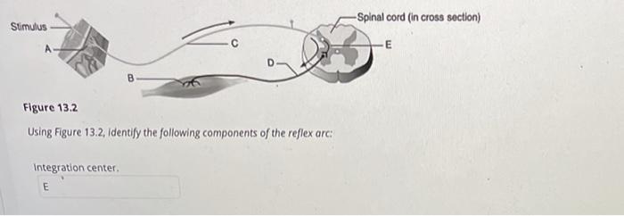 Solved -Spinal cord (in cross section) Stimulus E D Figure | Chegg.com