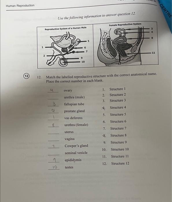 Solved Human Reproduction (12) 260 12. Reproductive System | Chegg.com