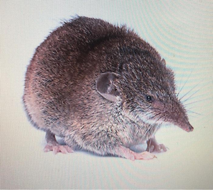 Renal - How do shrews handle nitrogen? (e.g., | Chegg.com