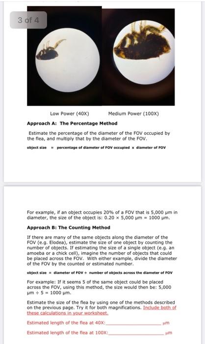 Solved Microscope Post-lab Assignment total magnification = | Chegg.com