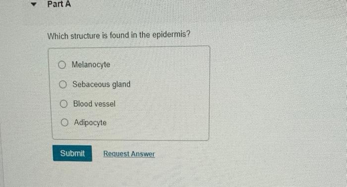 Solved Identify the highlighted layer. Submit Request Answer | Chegg.com