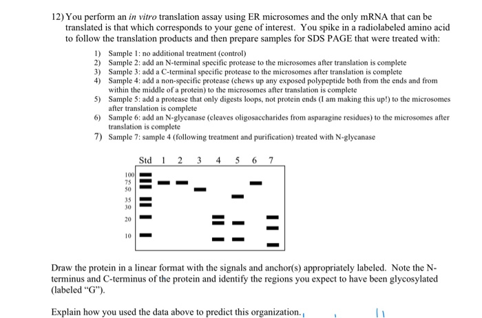 12) You perform an in vitro translation assay using | Chegg.com