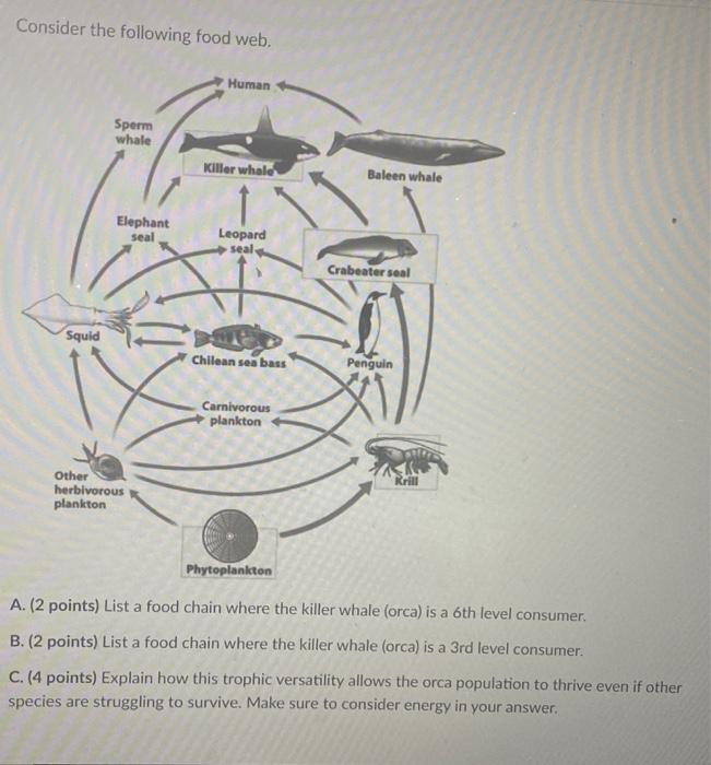 Solved Consider the following food web. Human Sperm whale | Chegg.com