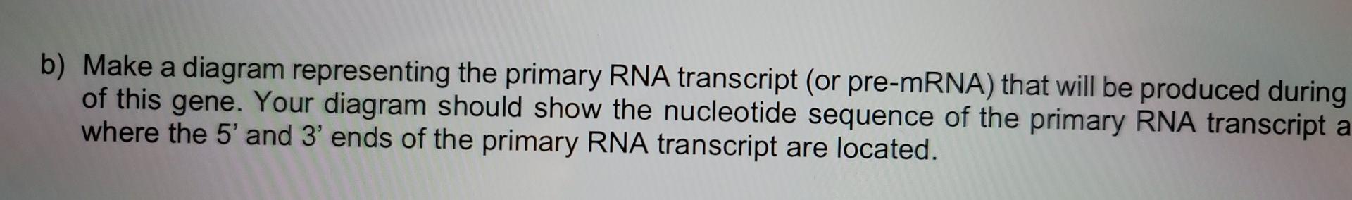 Solved b) Make a diagram representing the primary RNA | Chegg.com