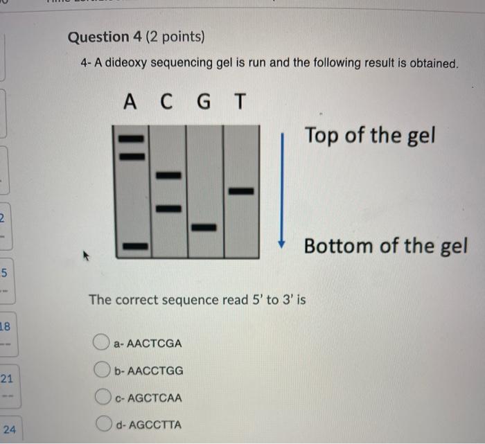 Solved Question 4 (2 points) 4- A dideoxy sequencing gel is | Chegg.com