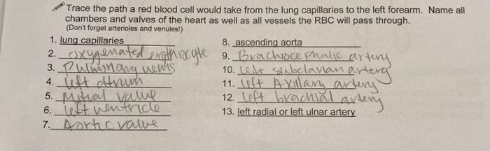 Solved Trace the path a red blood cell would take from the | Chegg.com