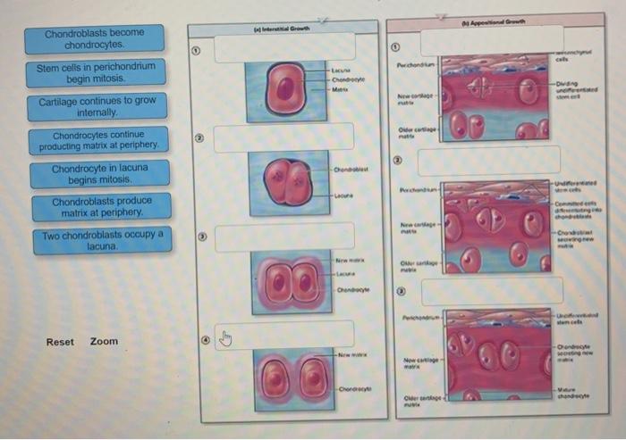 Solved 0 Puchon Chene M -DW ON Chondroblasts become | Chegg.com