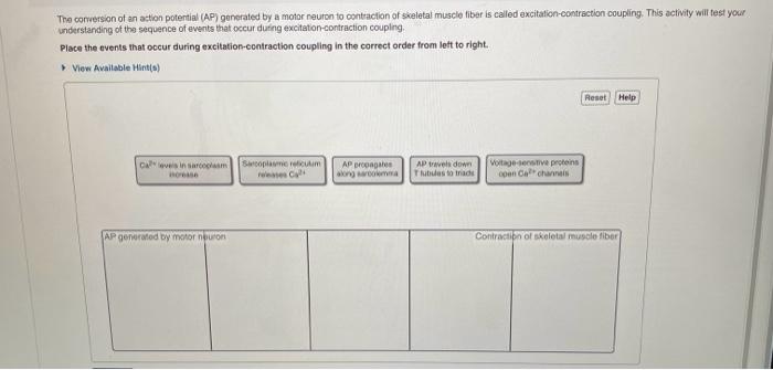 Solved Arrange the steps of the contraction cycle in the | Chegg.com