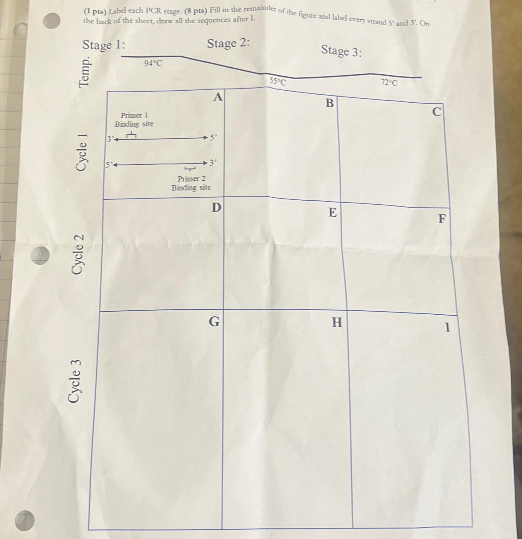 Solved (1 ﻿pts) ﻿Label each PCR stage. (8 ﻿pts) ﻿Fill in the | Chegg.com