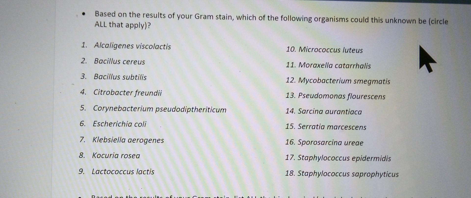 Solved Unknown \#2B gram negative bacilli single bacilli | Chegg.com