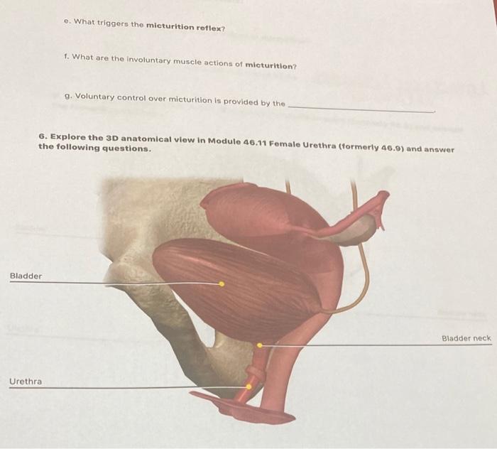 Solved e. What triggers the micturition reflex? 1. What are | Chegg.com