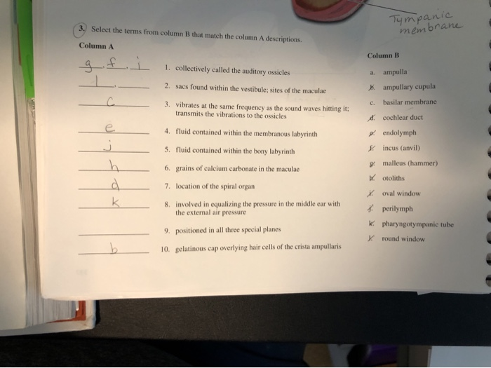 Solved 3. Select the terms from column B that match the | Chegg.com