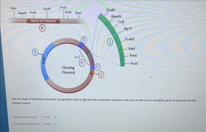 Solved Use The Map Of Restriction Enzyme Recognition Si 9014