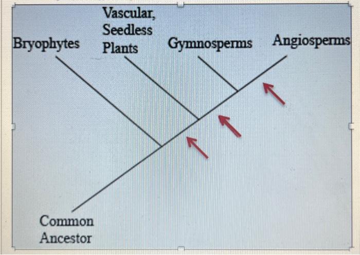 Solved on this cladogram, what type of organism is the | Chegg.com