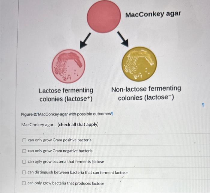 Solved Figure-2: MacConkey agar with possible outcomes?l | Chegg.com