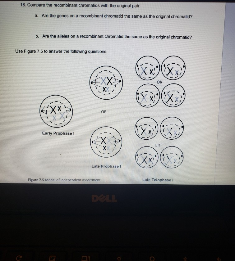 Solved Activity: Meiosis Investigation Use Figure 7.2 to | Chegg.com