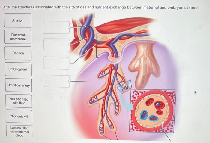 Solved Label the structures associated with the site of gas | Chegg.com