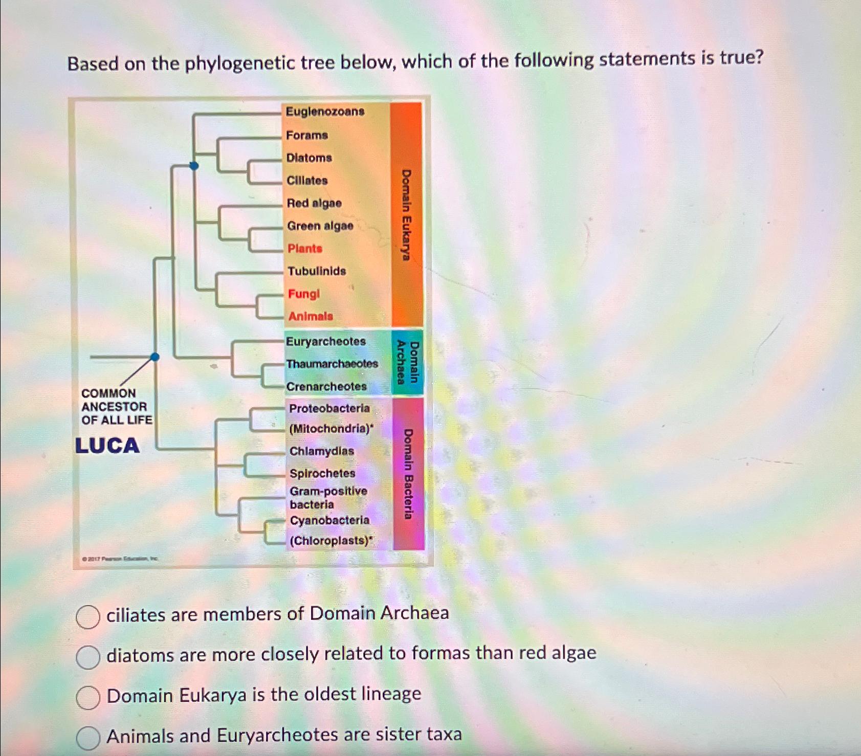 Solved Based on the phylogenetic tree below, which of the | Chegg.com