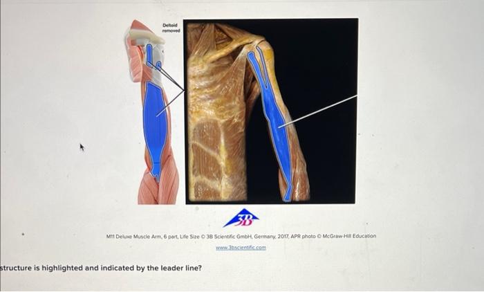 Solved structure is highlighted and indicated by the leader | Chegg.com