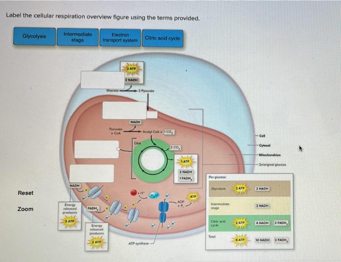 Solved Label the cellular respiration overview figure using | Chegg.com