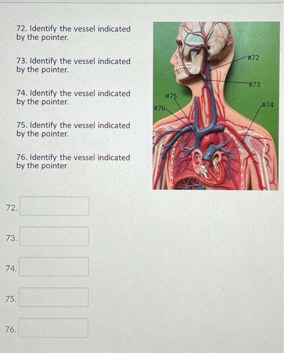 Solved 72. Identify the vessel indicated by the pointer. #72 | Chegg.com