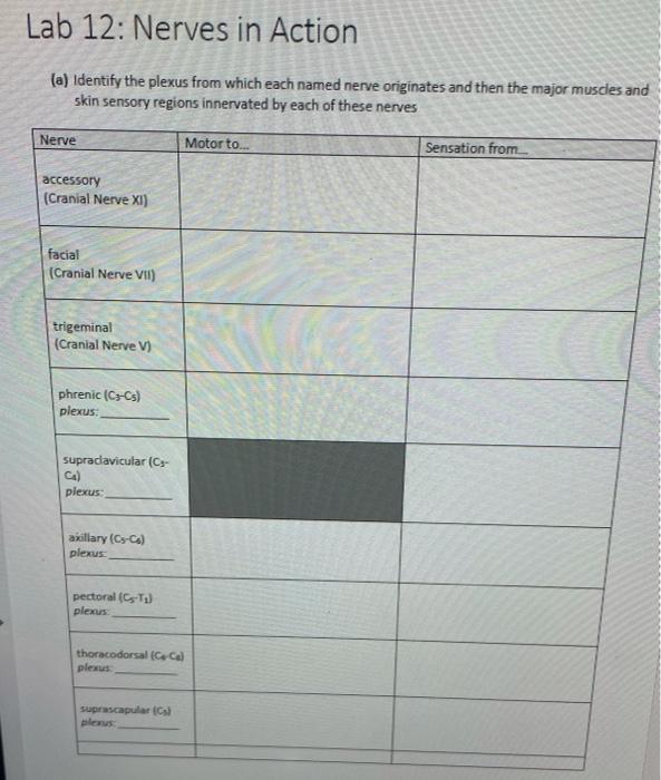 Solved Lab 12: Nerves in Action (a) Identify the plexus from | Chegg.com