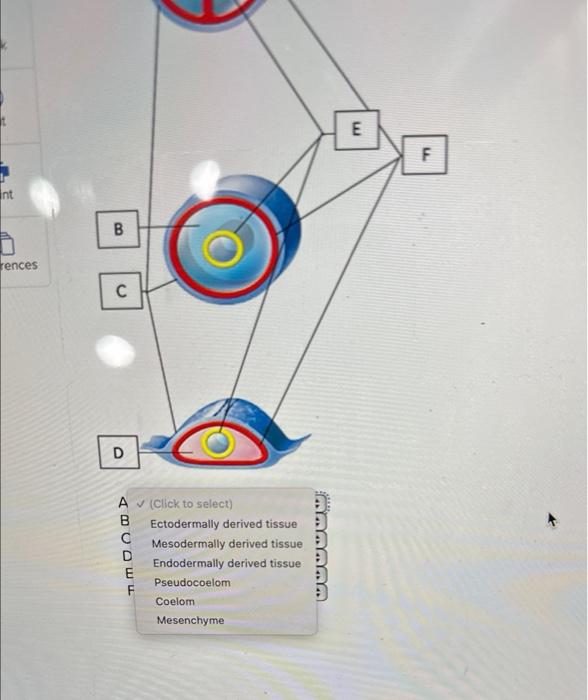 Solved Germ layers Identify the major germ layers and body | Chegg.com