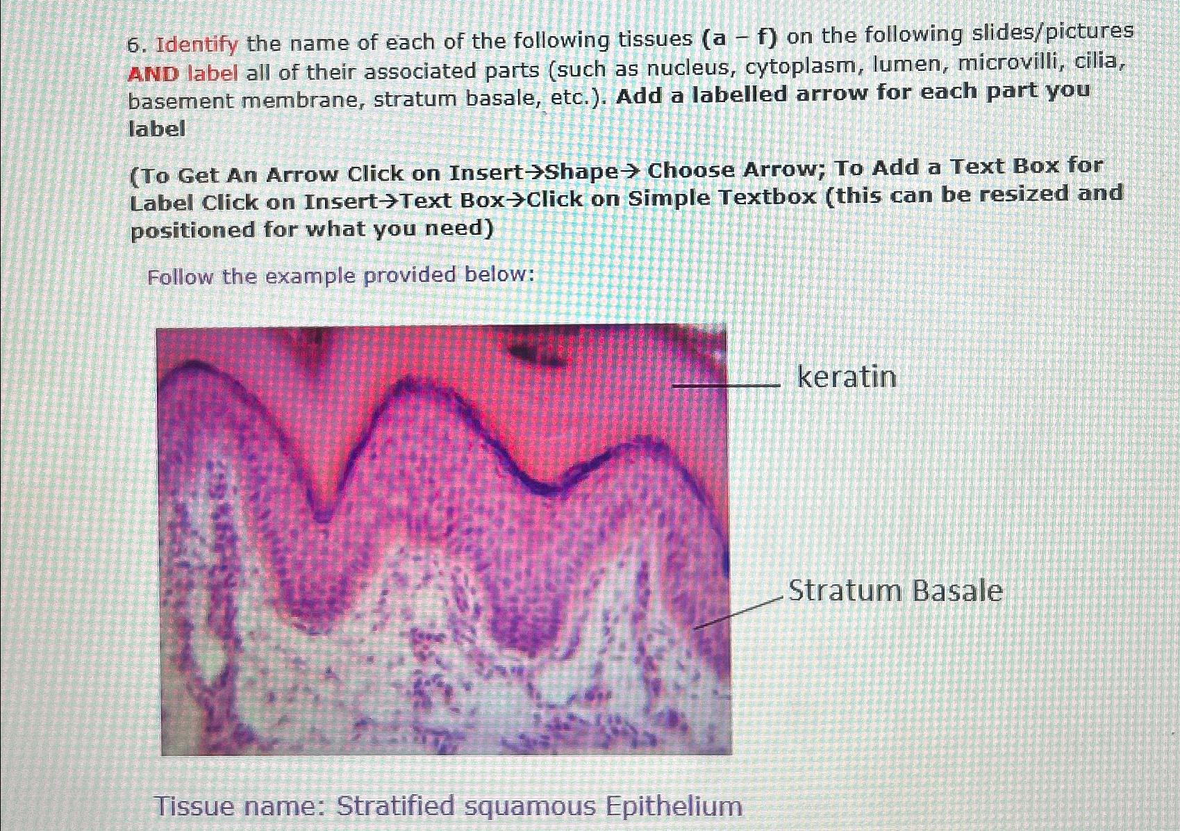 Solved Identify the name of each of the following tissues | Chegg.com
