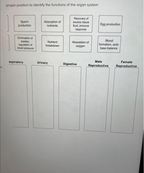Solved Drag each label to the proper position to identify | Chegg.com