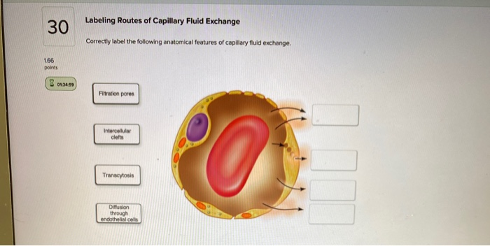Solved 30 Labeling Routes of Capillary Fluid Exchange | Chegg.com