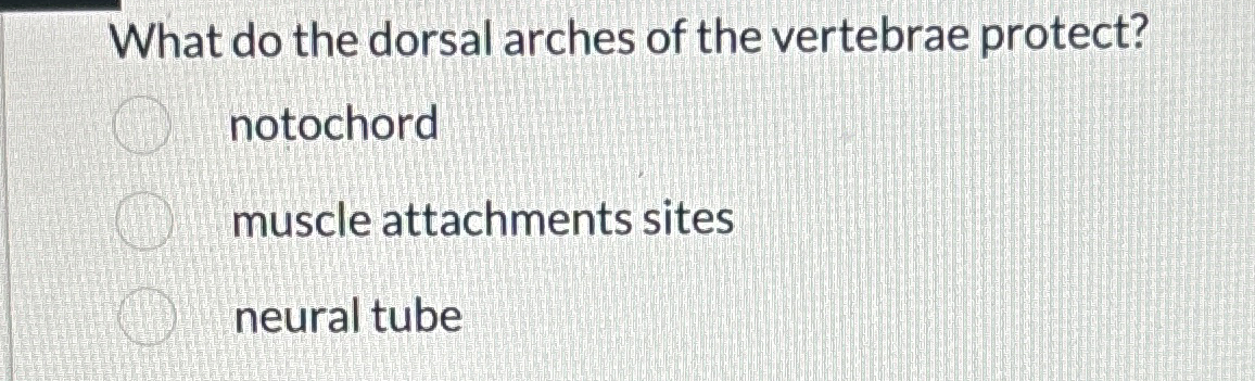 Solved What do the dorsal arches of the vertebrae | Chegg.com