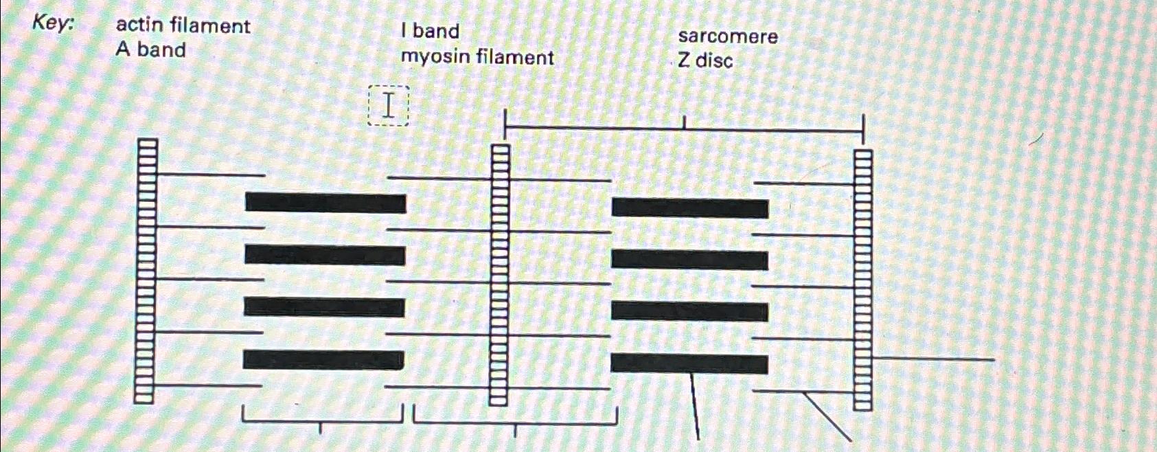 Solved actin filamentA bandI bandmyosin filamentsarcomereZ | Chegg.com