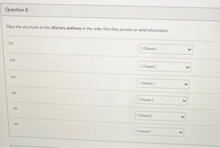 Solved Question 8 Place the structures in the olfactory | Chegg.com