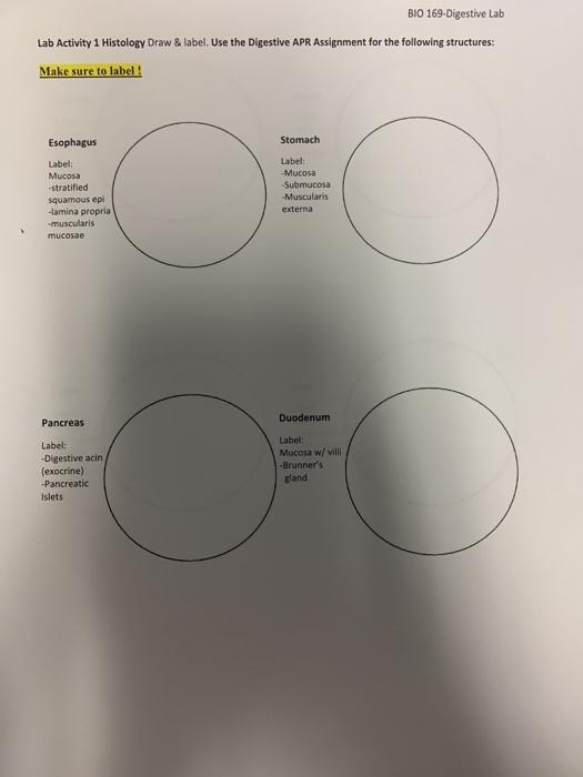 Solved BIO 169-Digestive Lab Lab Activity 1 Histology Draw & | Chegg.com