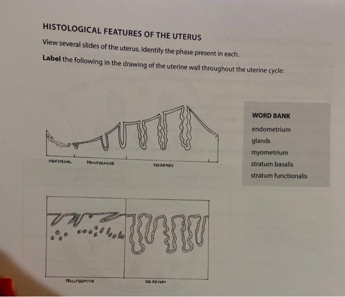 Solved HISTOLOGICAL FEATURES OF THE UTERUS View several | Chegg.com