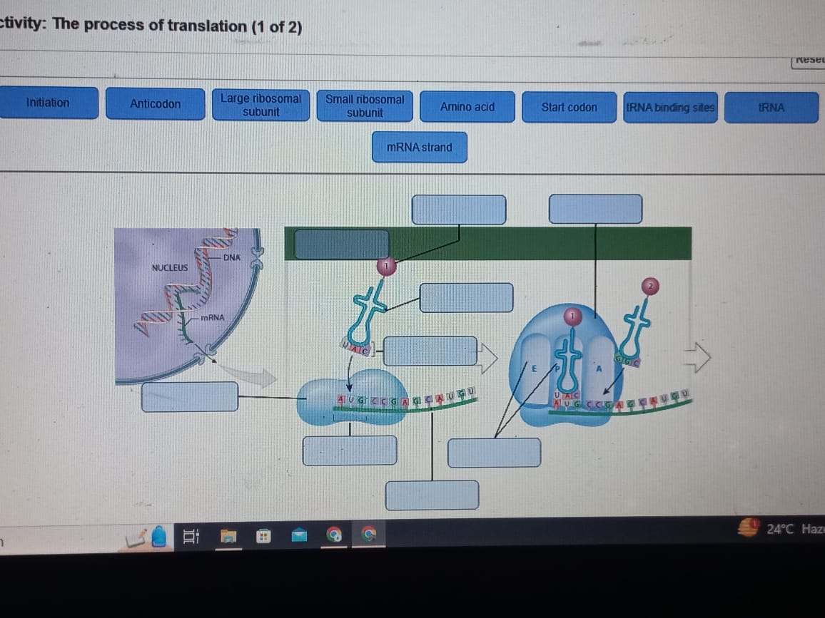 Solved tivity: The process of translation (1 ﻿of 2) | Chegg.com