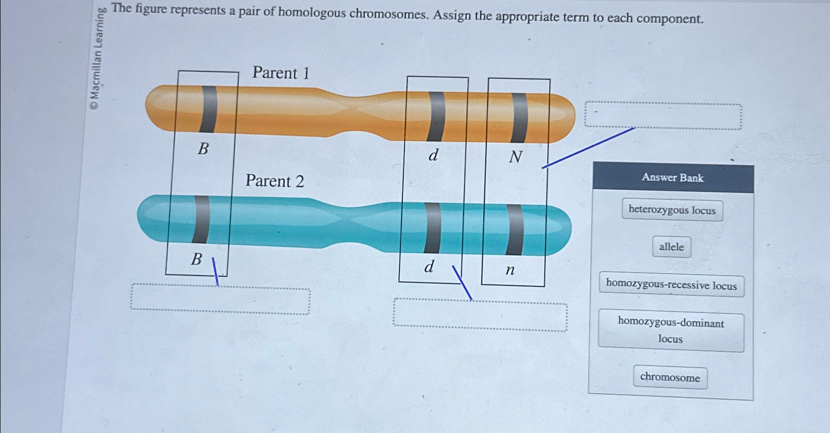 Solved The figure represents a pair of homologous | Chegg.com