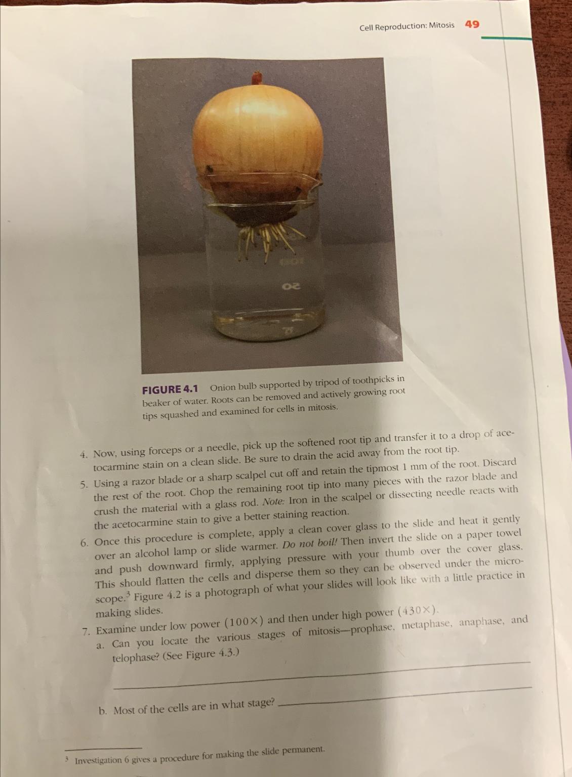 Solved Cell Reproduction: Mitosis\\n49\\nFIGURE 4.1 Onion | Chegg.com
