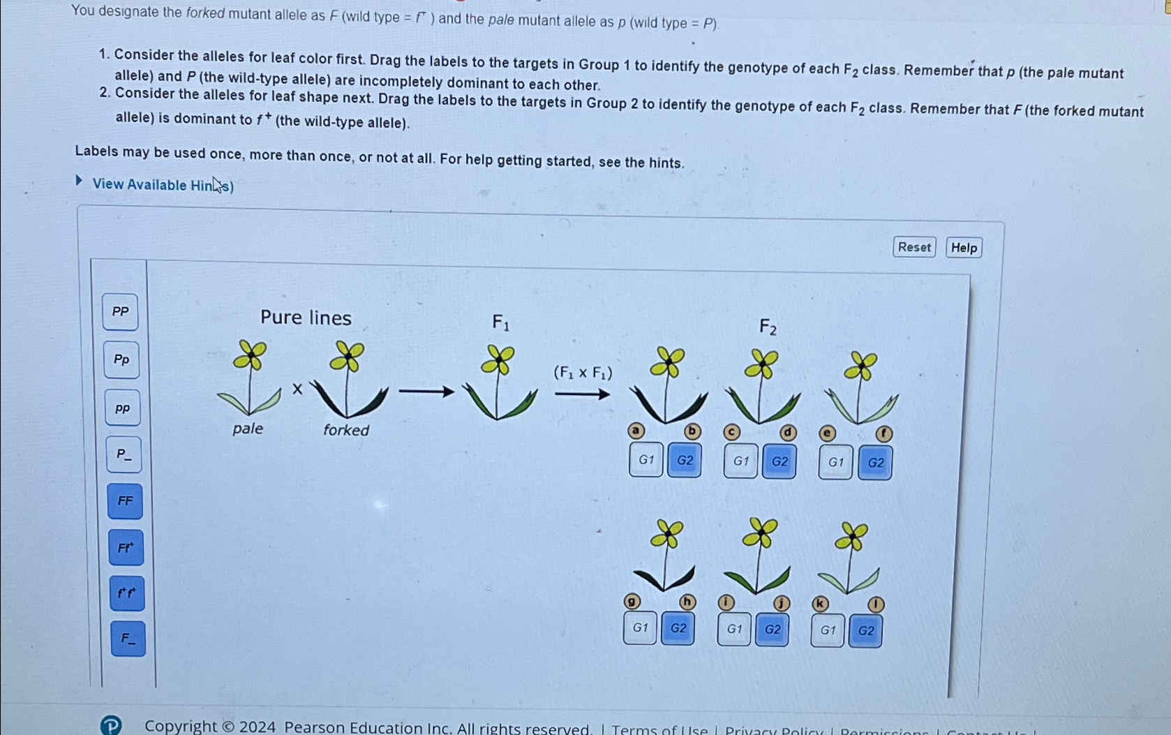 Solved You designate the forked mutant allele as F (wild | Chegg.com Solved You designate the forked mutant allele as F (wild | Chegg.com