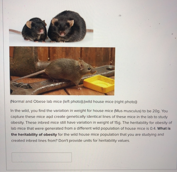 (Normal and Obese lab mice (left photo));(wild house | Chegg.com