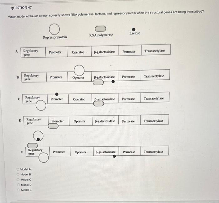 Solved The mitotic spindle first forms outside the nucleus. | Chegg.com