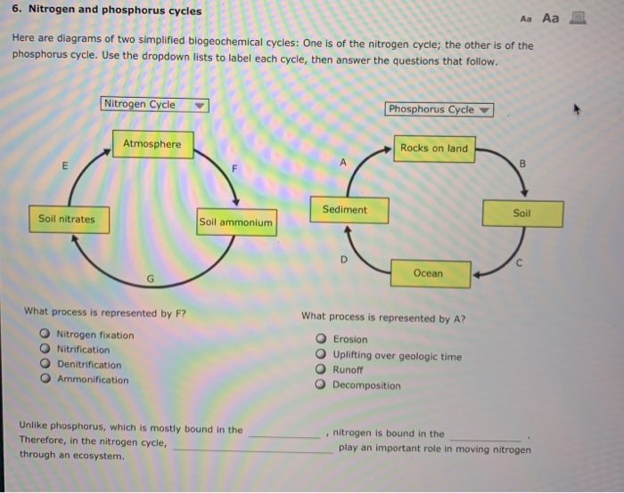 Solved: 6. Nitrogen And Phosphorus Cycles Aa Aa A Here Are... | Chegg.com