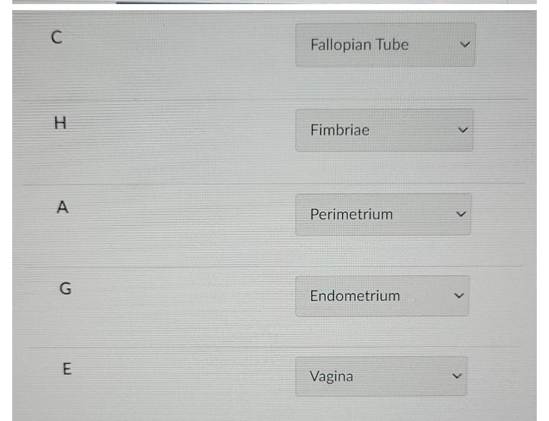 Solved С Fallopian Tube Fimbriae A Perimetrium G Endometrium | Chegg.com