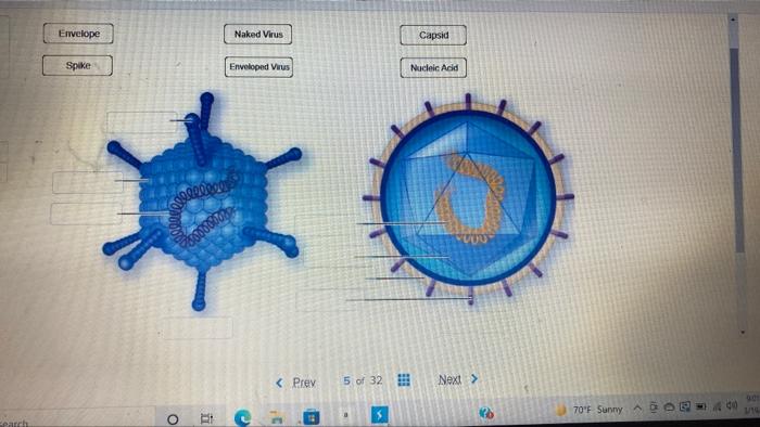 Solved Label the image to test your knowledge of viral | Chegg.com