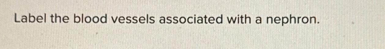 Solved Label the blood vessels associated with a nephron. | Chegg.com